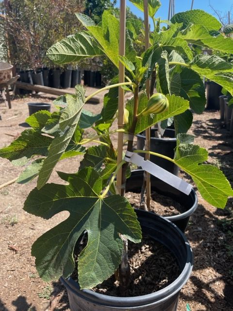 Fig Trees - Clausen Nursery